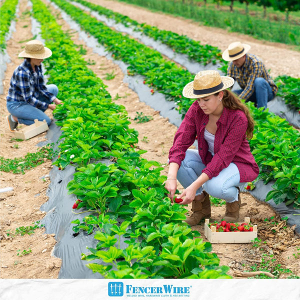 Fencer Wire 4 mil Black Plastic Sheeting Roll, Heavy-Duty Plastic Sheet, Multi-Purpose, 3' x 100 ...